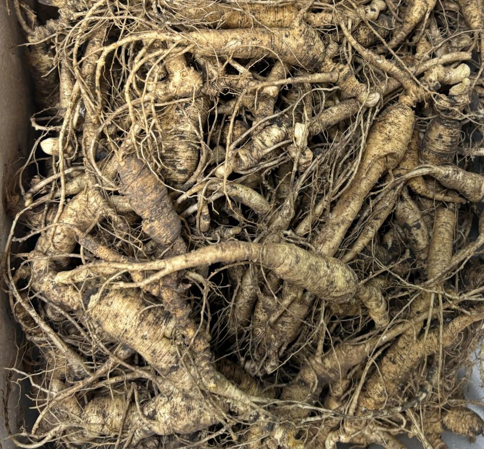 Ty's Ginseng